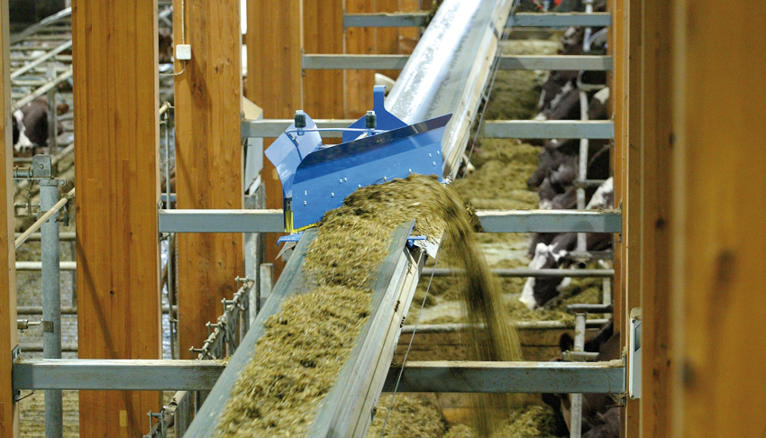 braeuer.cc | Fütterung | Fütterung Rinder