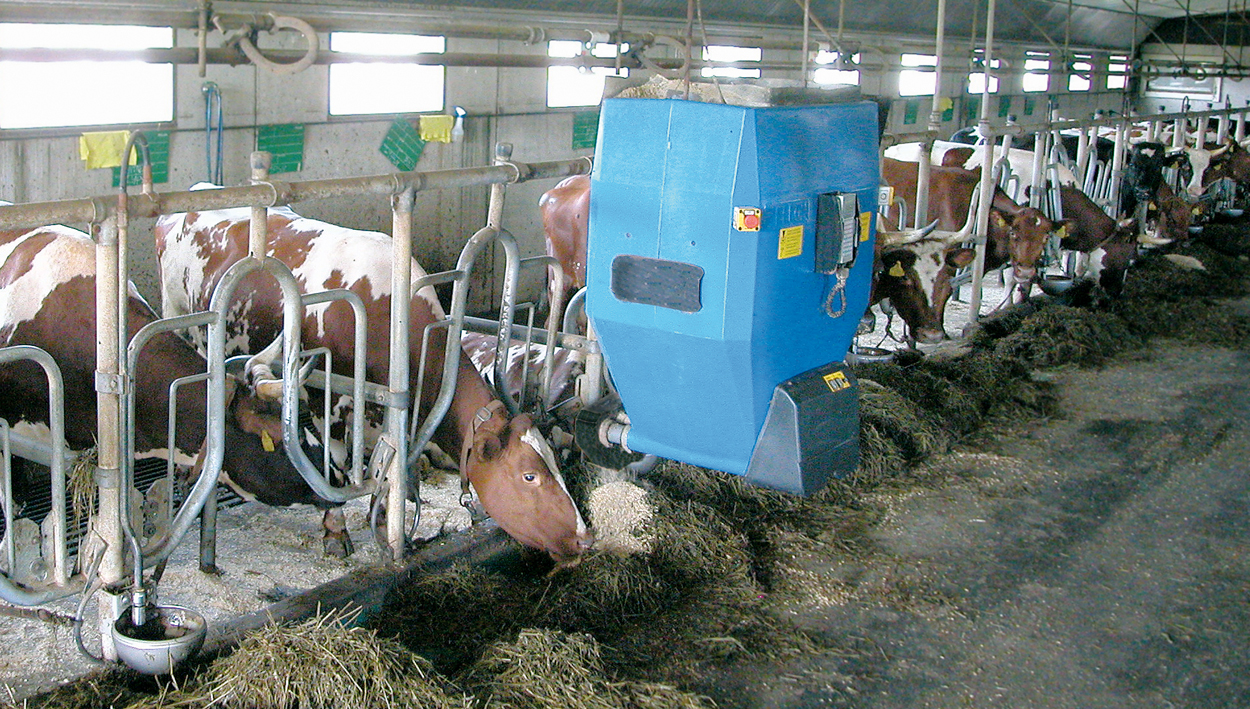 braeuer.cc | Fütterung | Fütterung Rinder