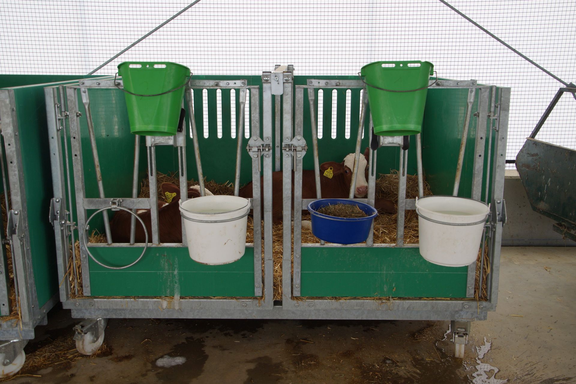 braeuer.cc | Rinder | Kälberställe | Fahrbare Kälber-Doppelbox