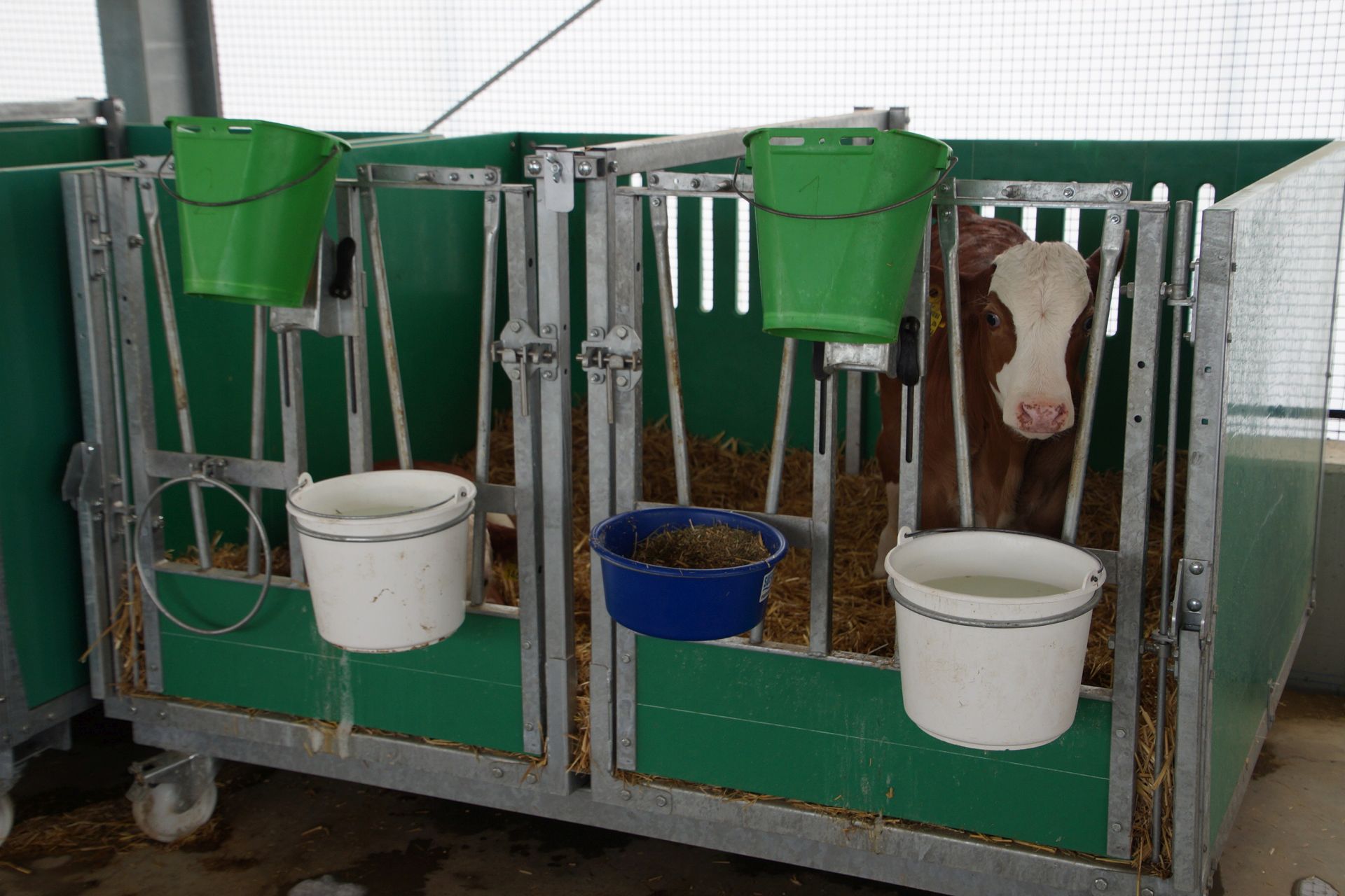 braeuer.cc | Rinder | Kälberställe | Fahrbare Kälber-Doppelbox