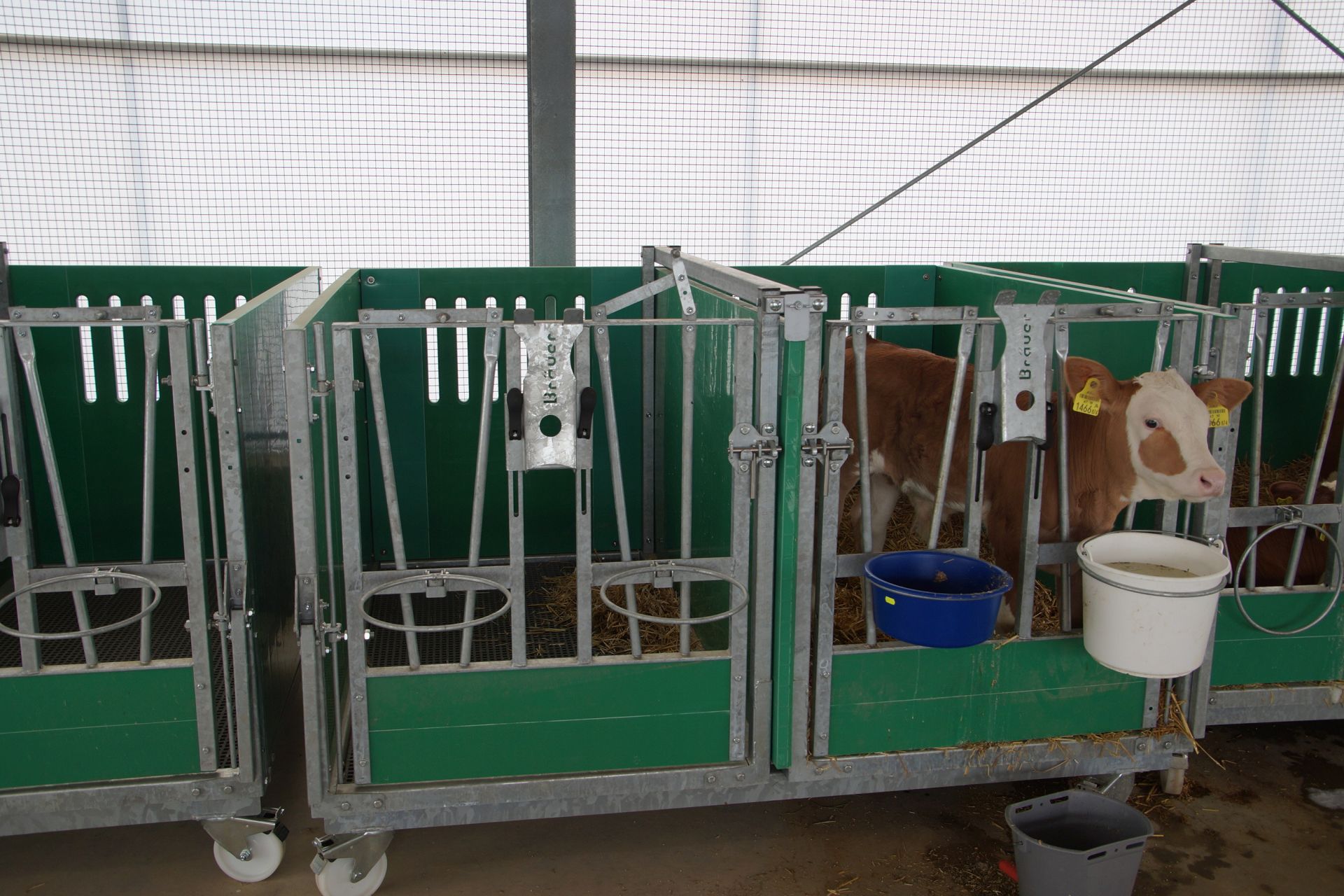 braeuer.cc | Rinder | Kälberställe | Fahrbare Kälber-Doppelbox