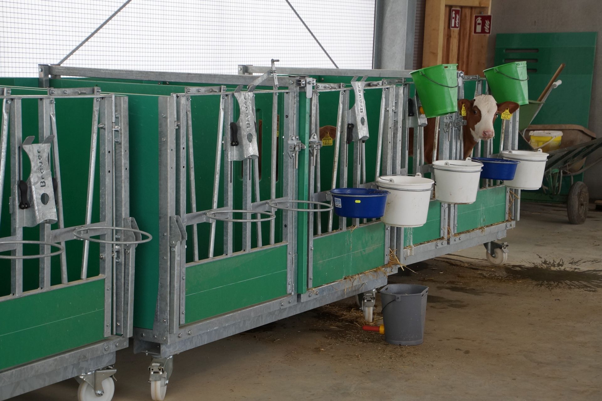 braeuer.cc | Rinder | Kälberställe | Fahrbare Kälber-Doppelbox