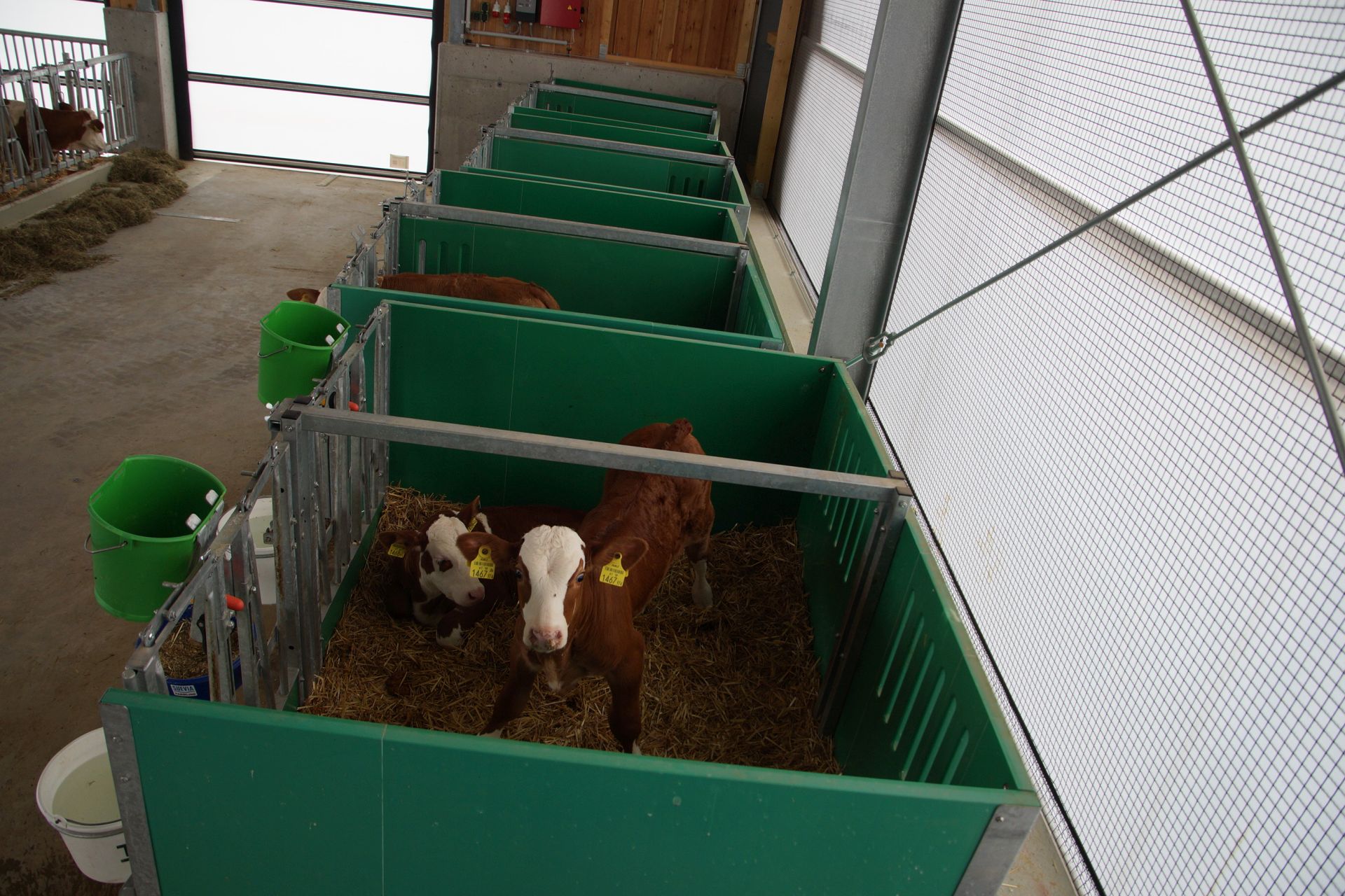 braeuer.cc | Rinder | Kälberställe | Fahrbare Kälber-Doppelbox