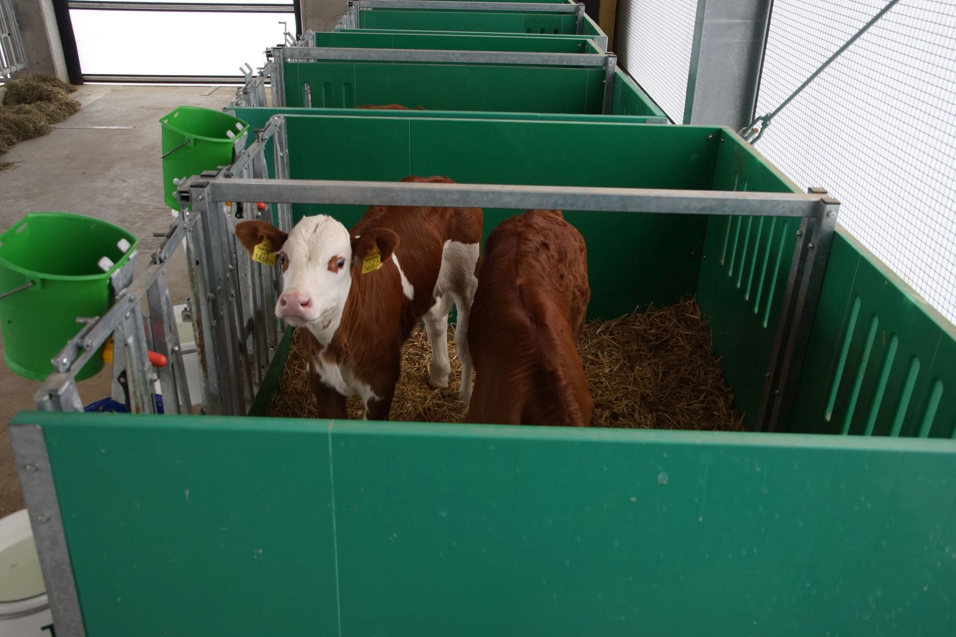 braeuer.cc | Rinder | Kälberställe | Fahrbare Kälber-Doppelbox