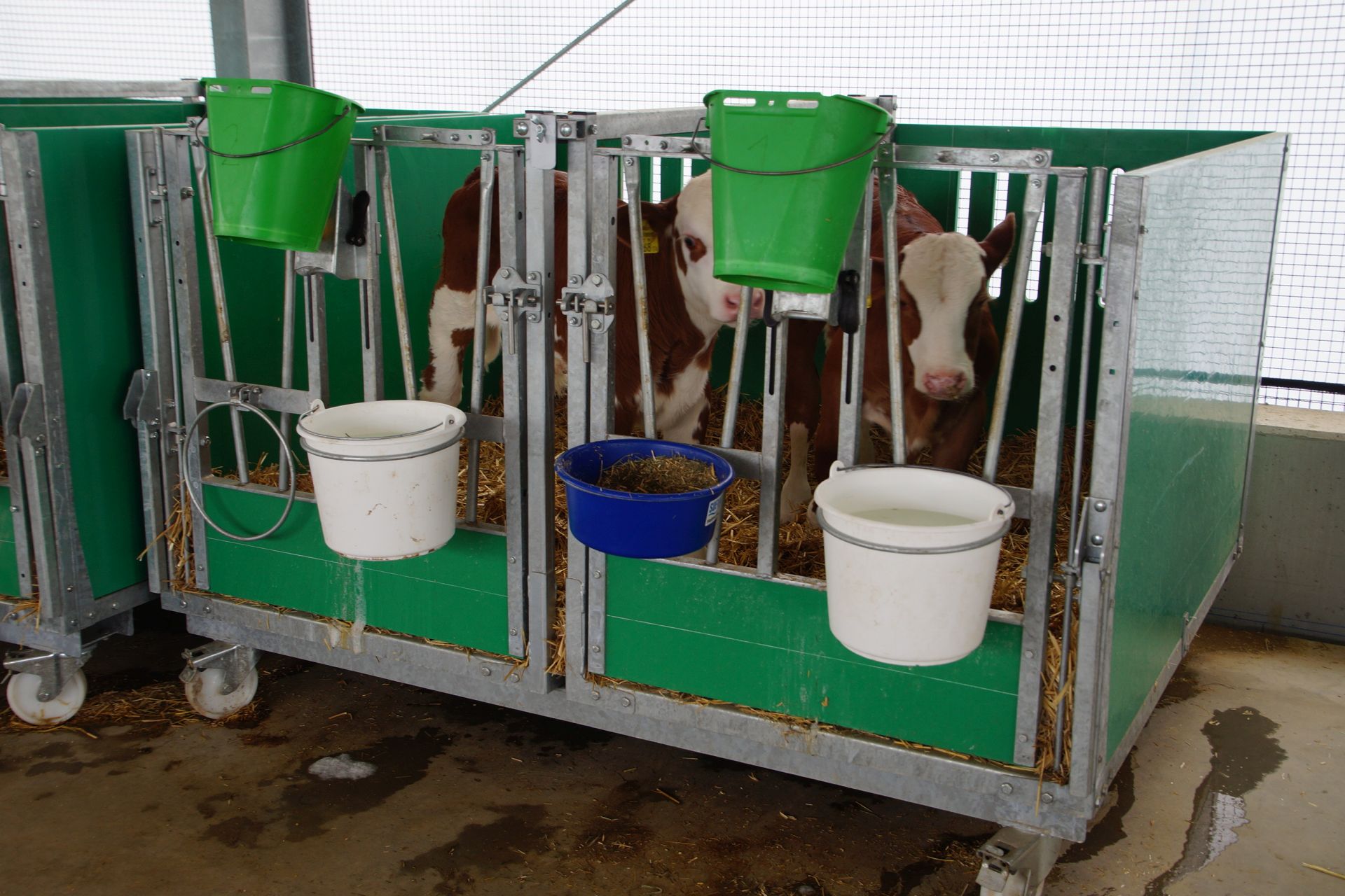 braeuer.cc | Rinder | Kälberställe | Fahrbare Kälber-Doppelbox