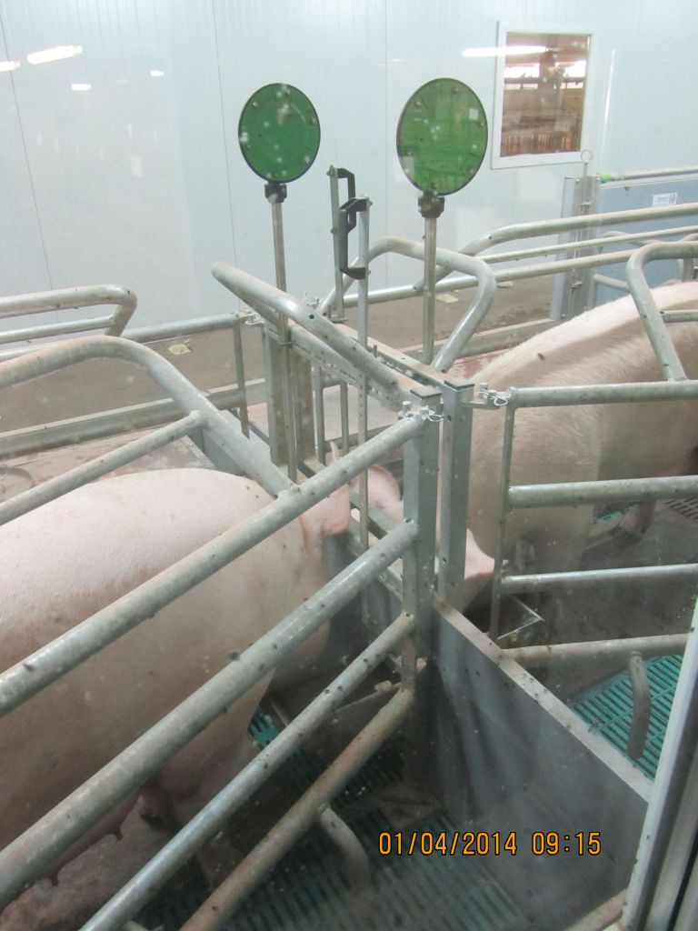 braeuer.cc | Pigs | Farrowing pens | Free-Farrowing Pen