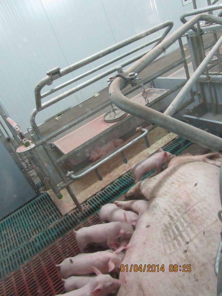 braeuer.cc | Pigs | Farrowing pens | Free-Farrowing Pen