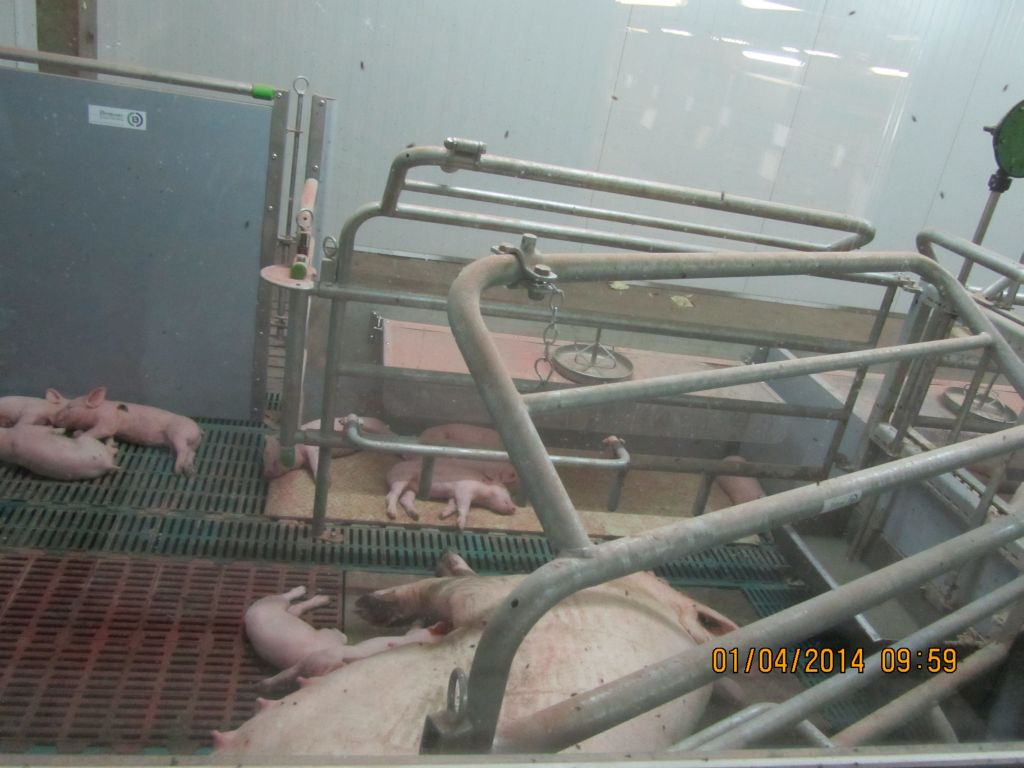 braeuer.cc | Pigs | Farrowing pens | Free-Farrowing Pen