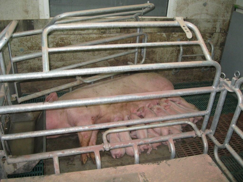 braeuer.cc | Pigs | Farrowing pens | Free-Farrowing Pen