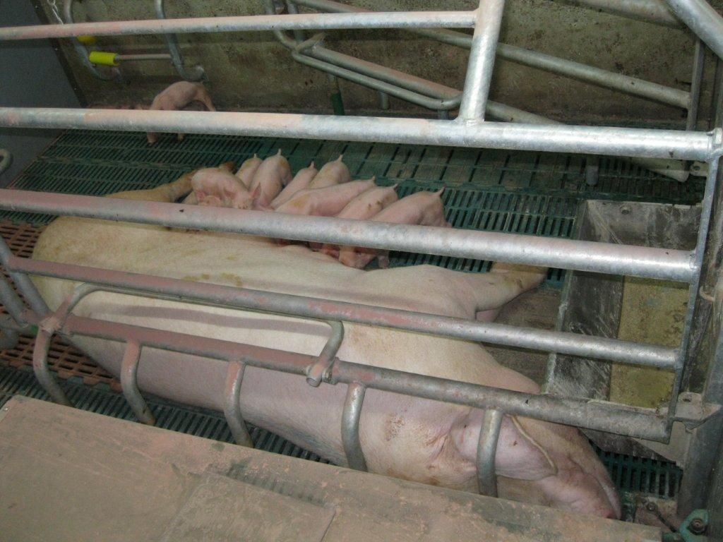 braeuer.cc | Pigs | Farrowing pens | Free-Farrowing Pen