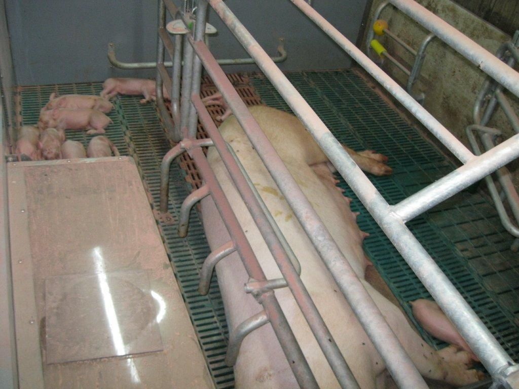 braeuer.cc | Pigs | Farrowing pens | Free-Farrowing Pen