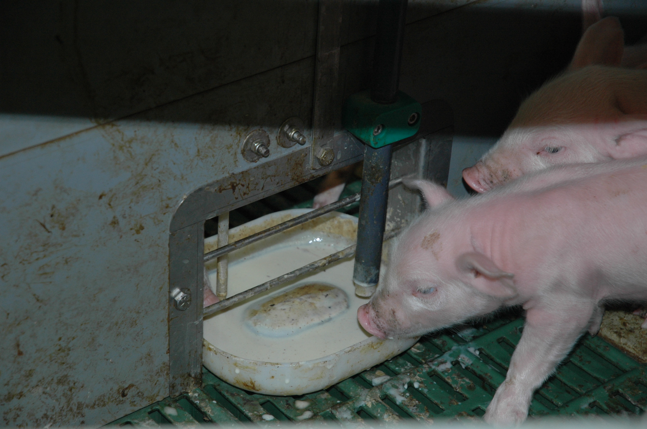 braeuer.cc | Fütterung | Flüssigfütterung Saugferkel