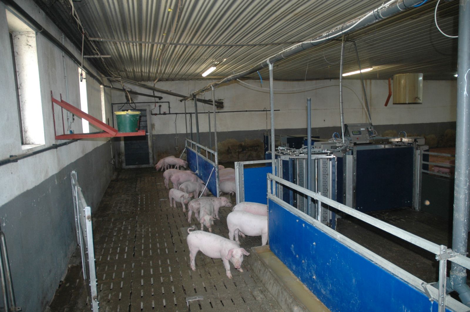 braeuer.cc | Schweine | Bio-Mast | Bio-Großgruppen mit Sortieranlage
