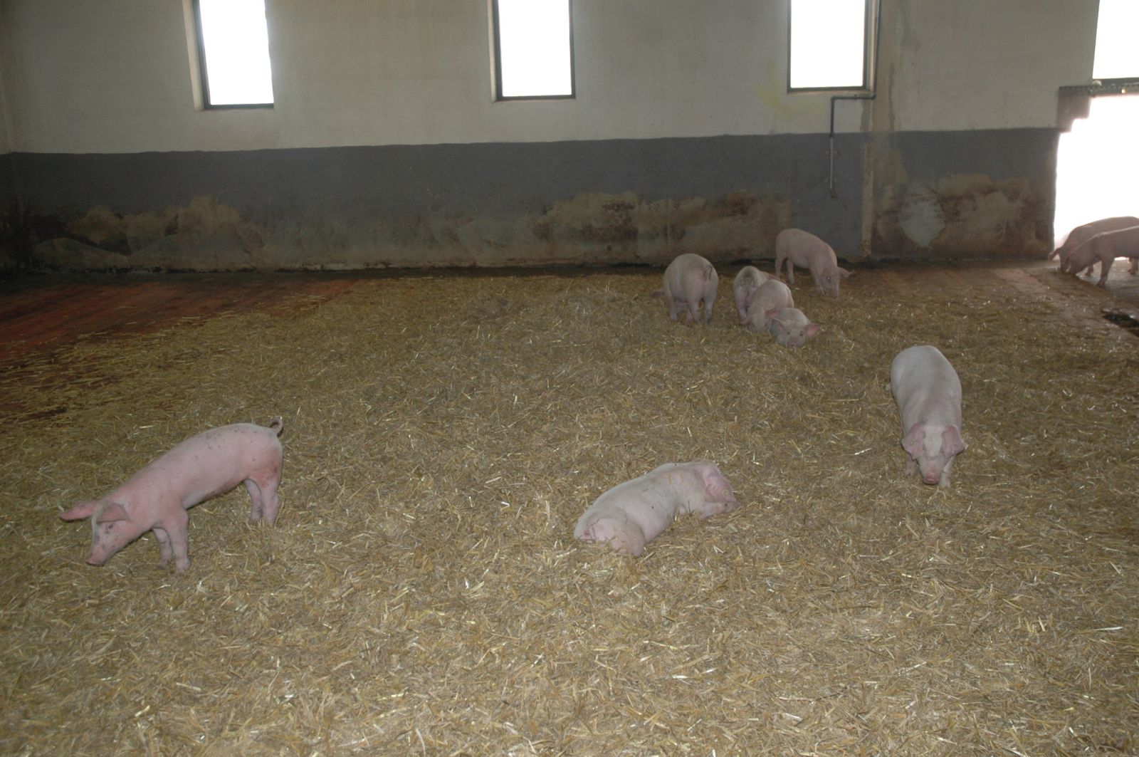 braeuer.cc | Schweine | Bio-Mast | Bio-Großgruppen mit Sortieranlage