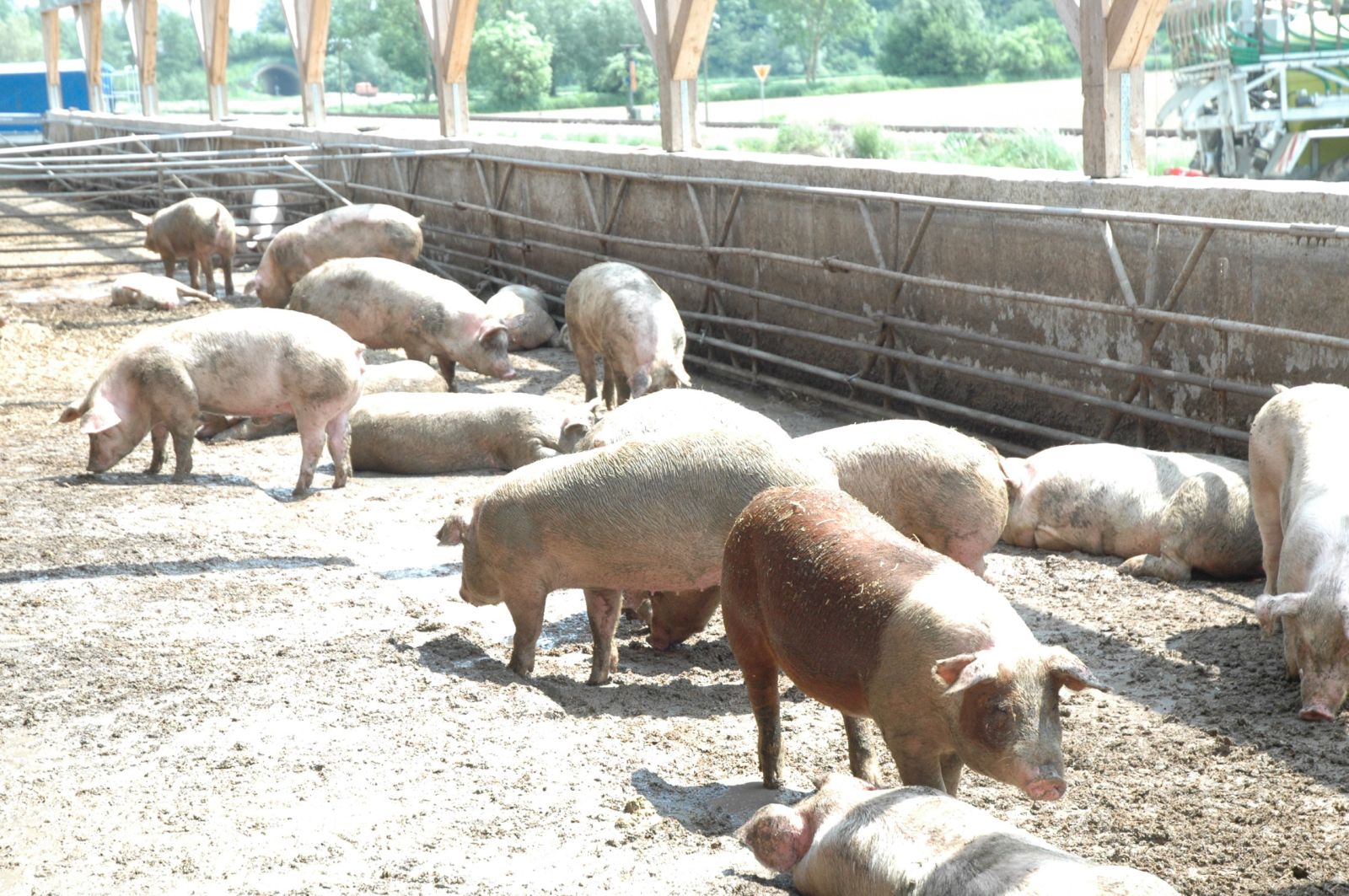 braeuer.cc | Schweine | Bio-Mast | Bio-Großgruppen mit Sortieranlage