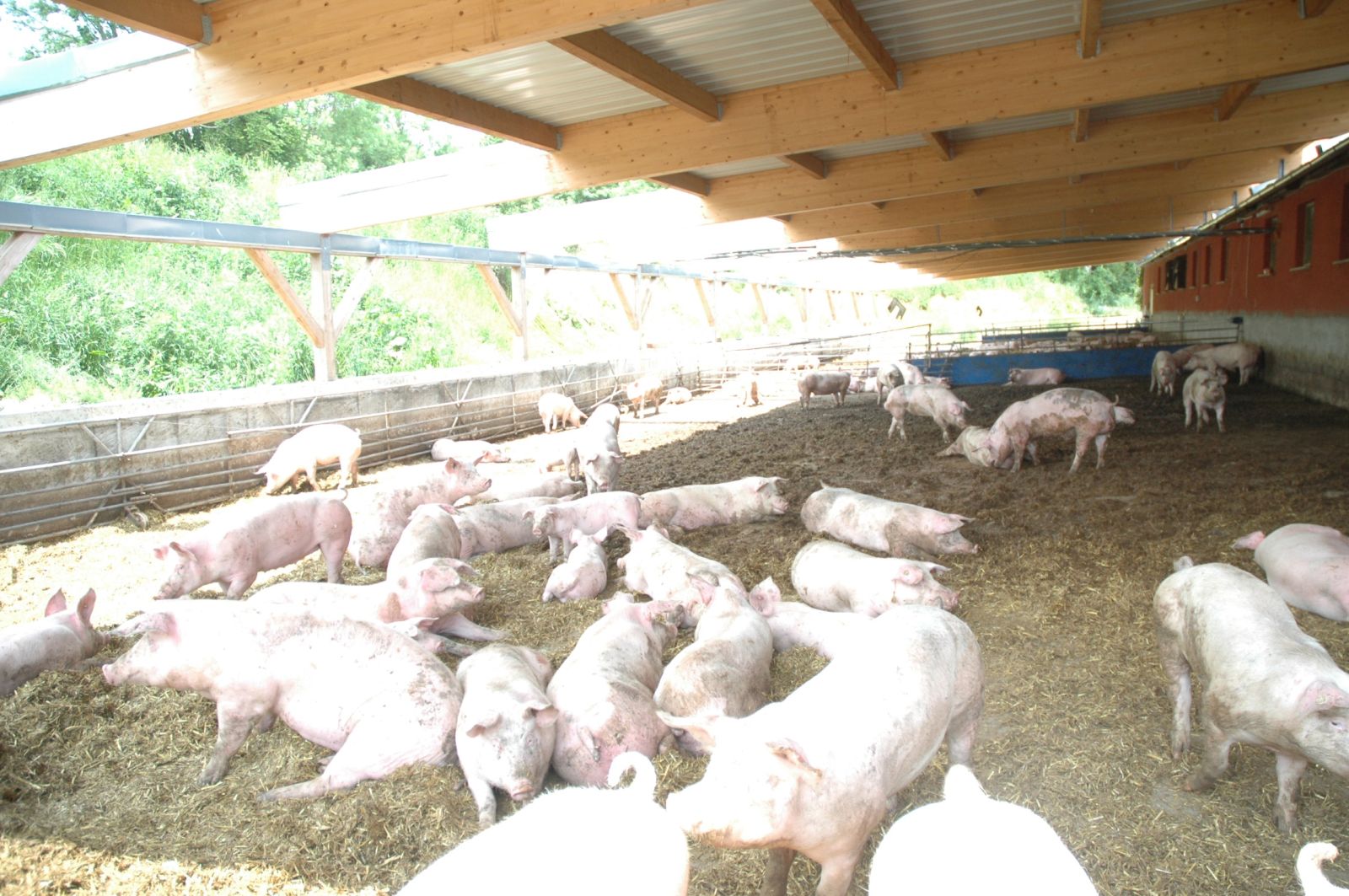 braeuer.cc | Schweine | Bio-Mast | Bio-Großgruppen mit Sortieranlage