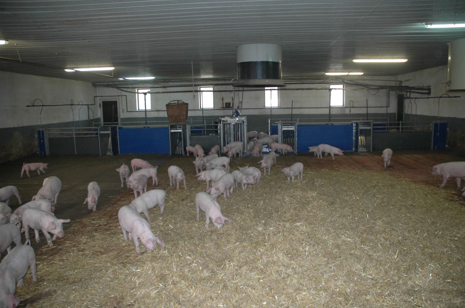 braeuer.cc | Schweine | Bio-Mast | Bio-Großgruppen mit Sortieranlage